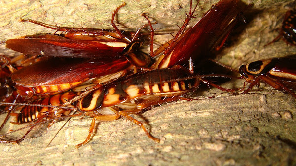 Cucaracha australiana | Project Noah