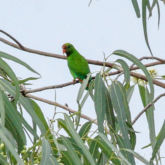 Philippine Hanging Parrot | Project Noah