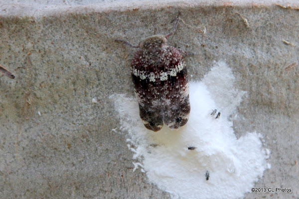 Teeth-marked Gum Hopper | Project Noah