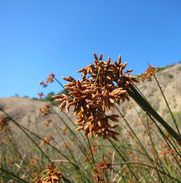 California Bulrush | Project Noah