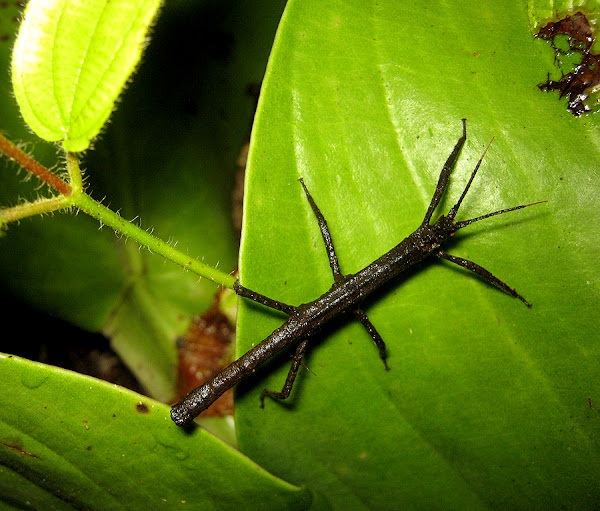 Crested Stick Insect | Project Noah
