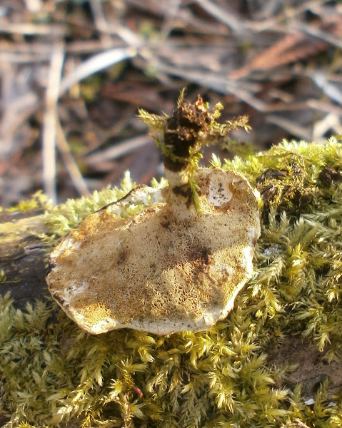 Blackfoot Polypore? | Project Noah