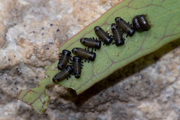 Leaf beetle larvae | Project Noah