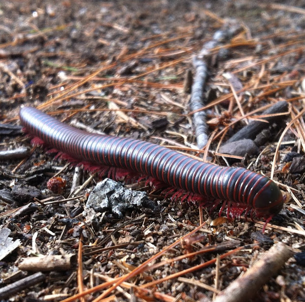 American Giant Millipede | Project Noah