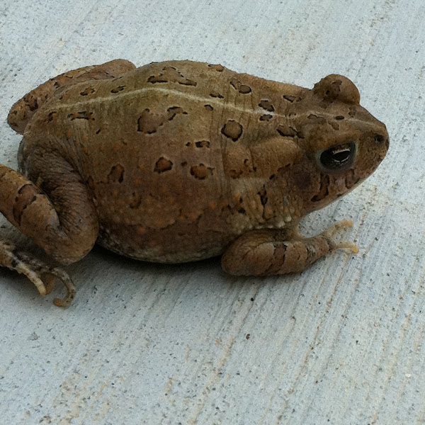 AmericanToad | Project Noah