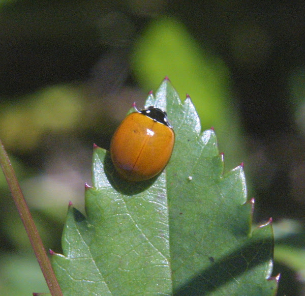 Spotless Lady Beetle | Project Noah