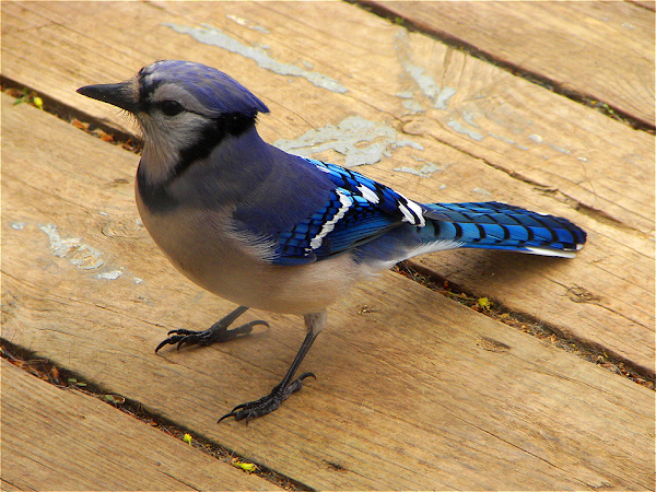 Blue Jay | Project Noah