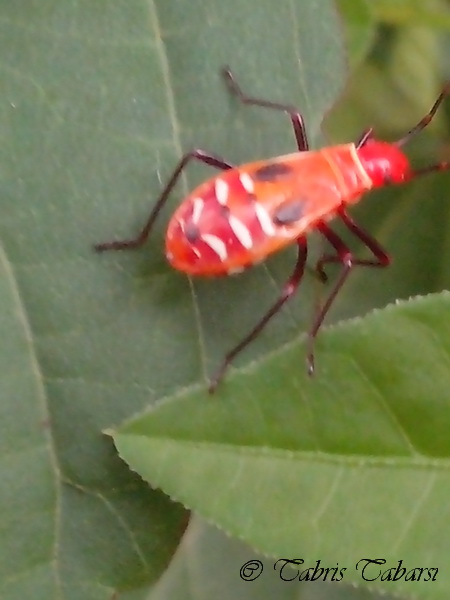 A Red Nymph | Project Noah