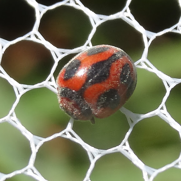 Rodolia cardinalis | Project Noah