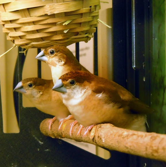 silver bill finch | Project Noah