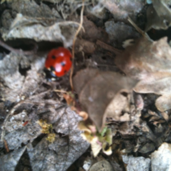 Ladybug | Project Noah