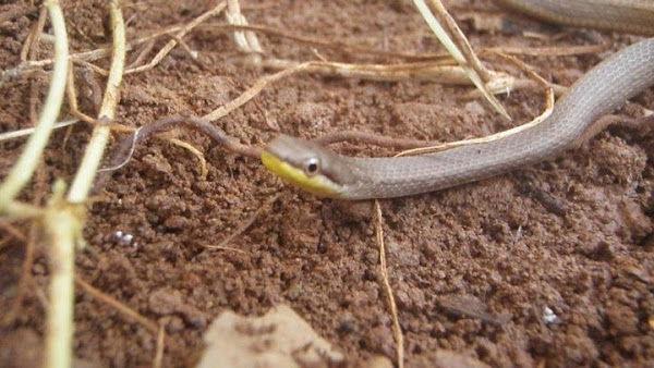 Puerto Rican Garden Snake | Project Noah