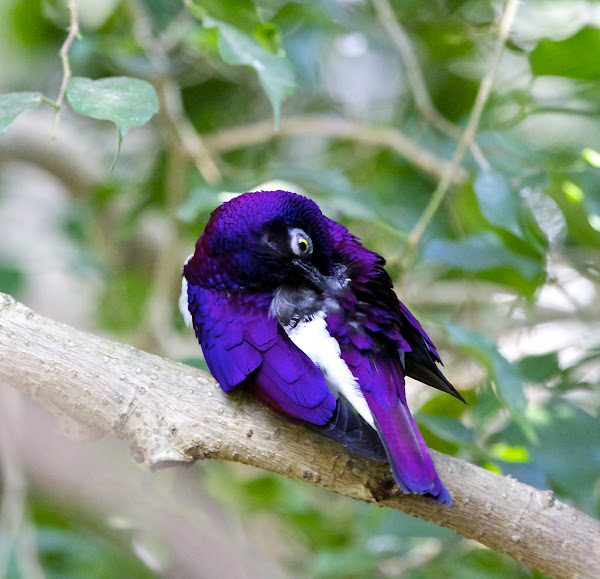 Violet-backed Starling | Project Noah