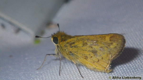 Common hottentot; Geel Hotnot | Project Noah