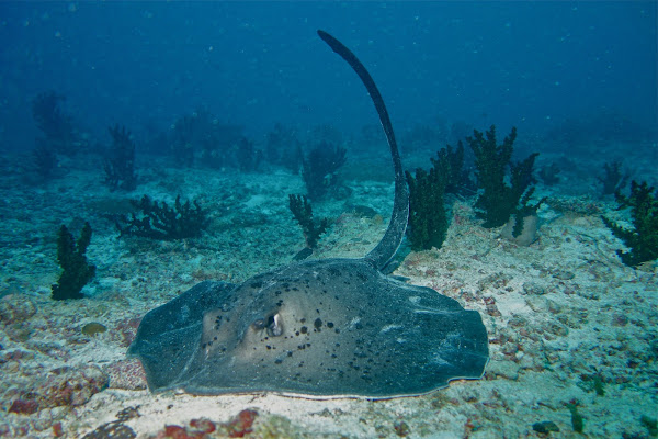Marble Ray / Round Ribbon Tail Ray | Project Noah