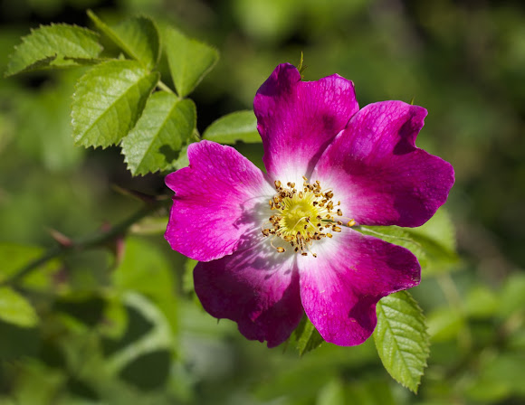 Prickly Wild Rose | Project Noah