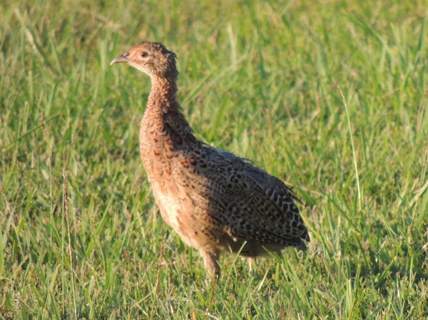 Juvenile Ring-necked pheasant | Project Noah