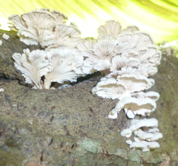 Split-Gill Fungus | Project Noah
