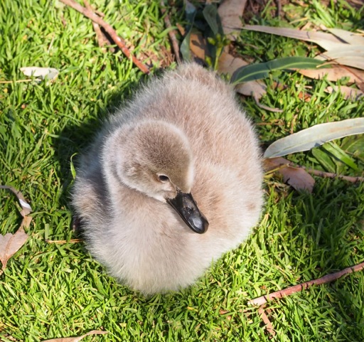 Black Swan Cygnet | Project Noah