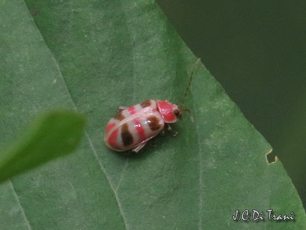 Pink Leaf beetle | Project Noah