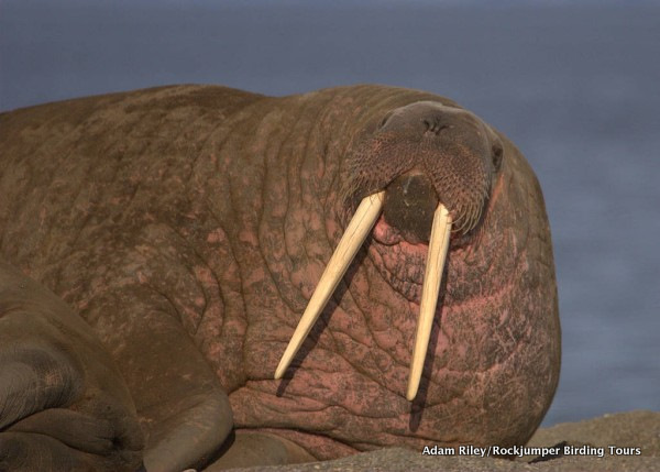 Walrus | Project Noah