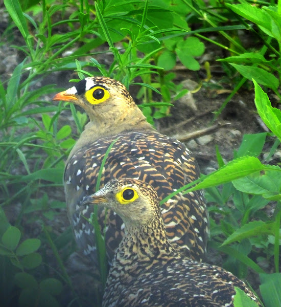 Double Banded sand grouse | Project Noah