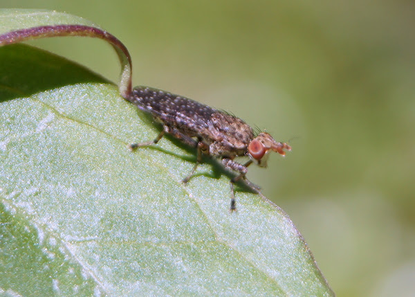 Marsh Fly | Project Noah