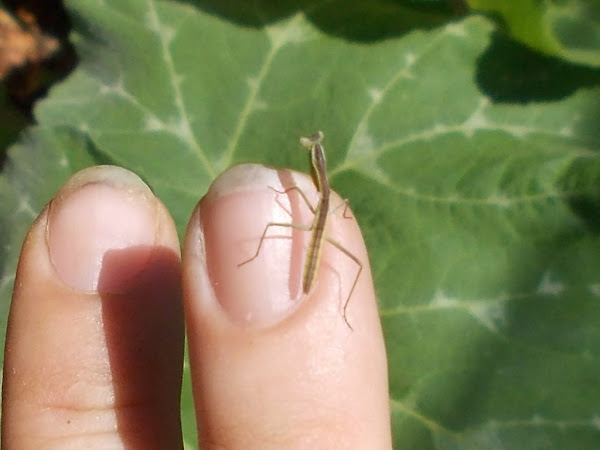 European mantis baby | Project Noah