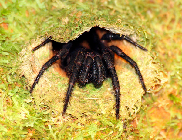 Mouse Spider | Project Noah