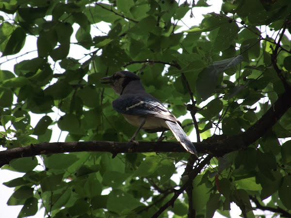 Blue Jay | Project Noah