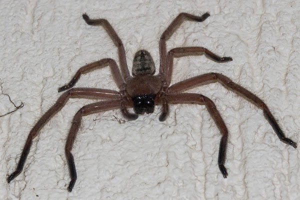 Huntsman Spider | Project Noah