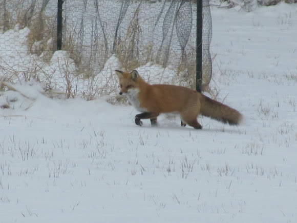 Red Fox | Project Noah