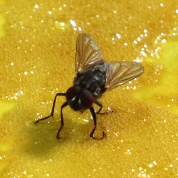 House fly | Project Noah