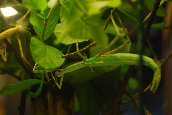 spiny leaf Insect, Gespenstschrecke | Project Noah