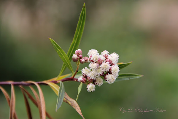 Seep Willow | Project Noah