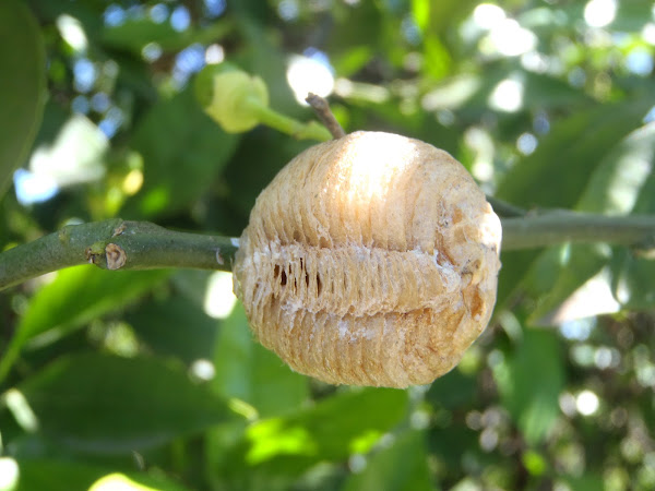 Mantodea eggs package. Paquete huevos mantodea | Project Noah