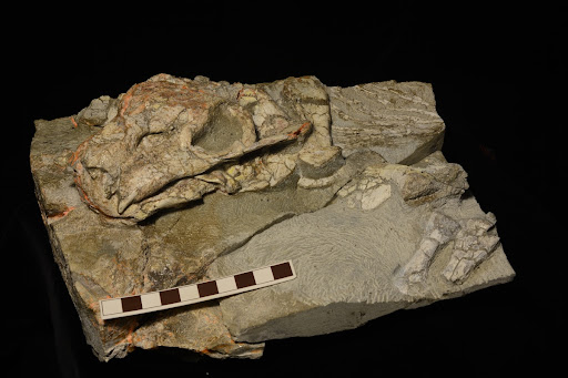 Lystrosaurus — Google Arts & Culture