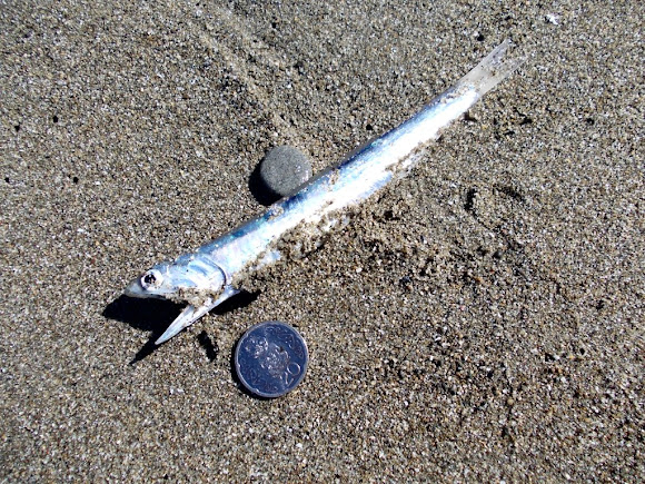 Northern anchovy | Project Noah