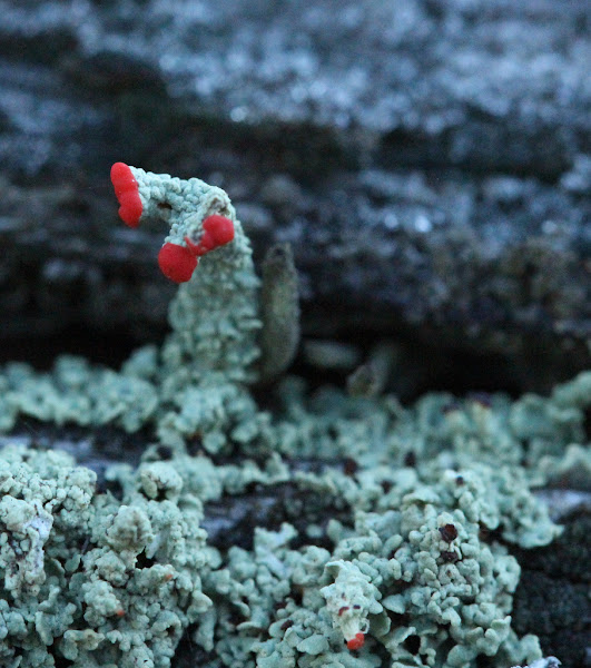 British Soldier Lichen | Project Noah