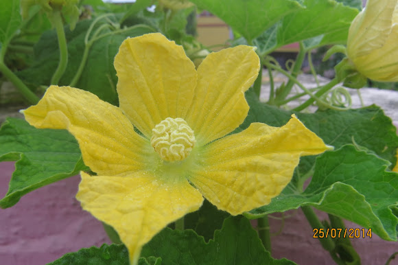 Ash Gourd (flower to fruit) | Project Noah