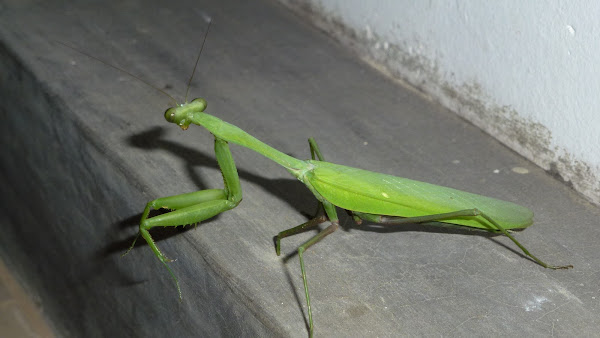 Mantid | Project Noah