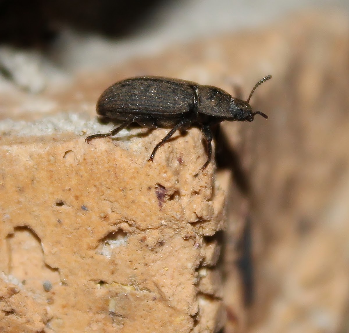 Dusty Maize Beetle | Project Noah