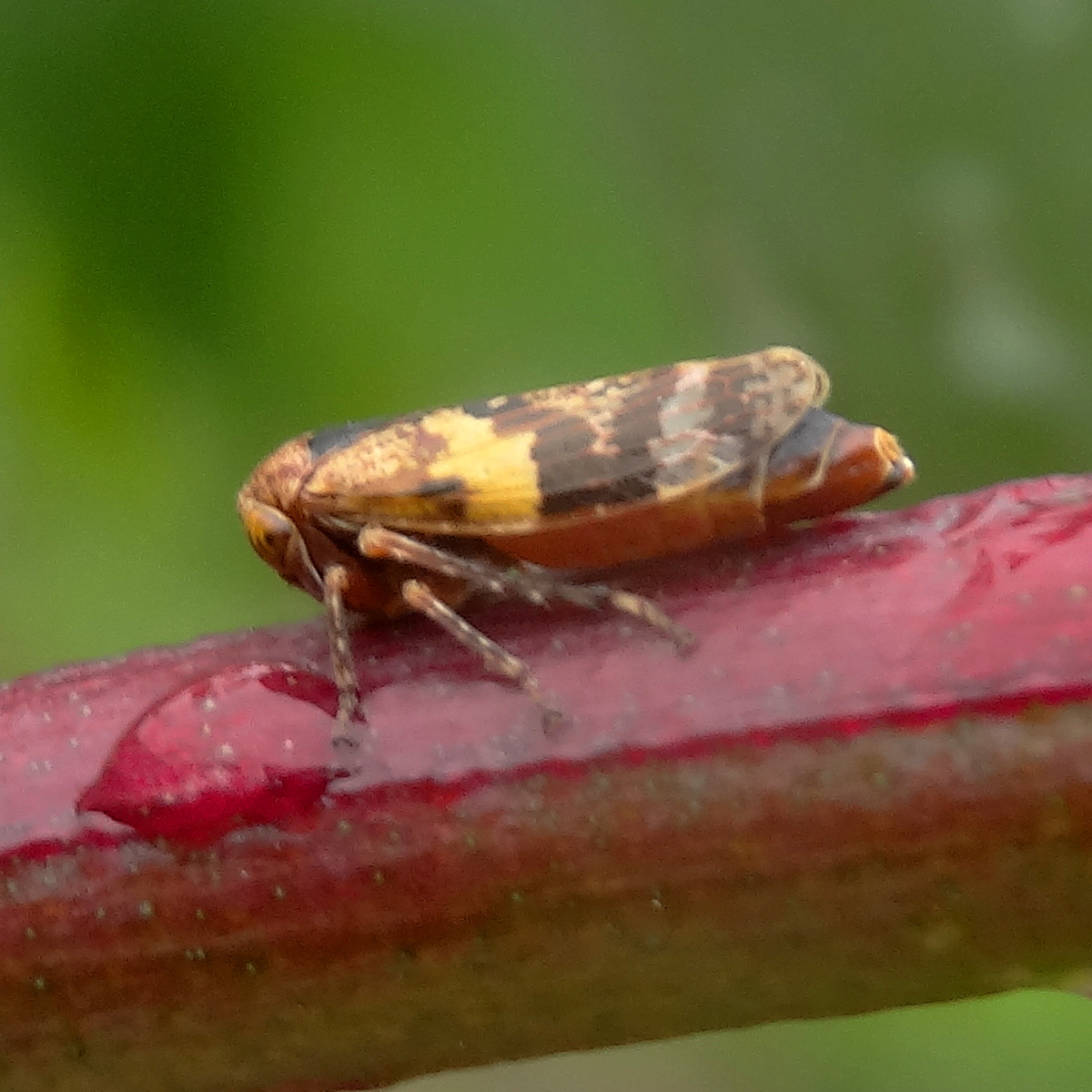 Marmorated leaf hopper | Project Noah