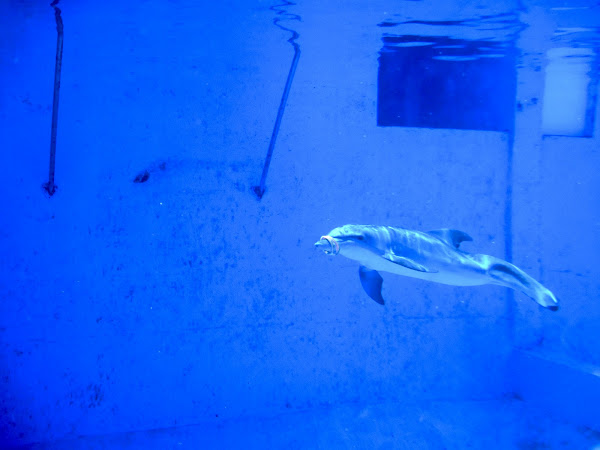 Bottle Nose Dolphin | Project Noah