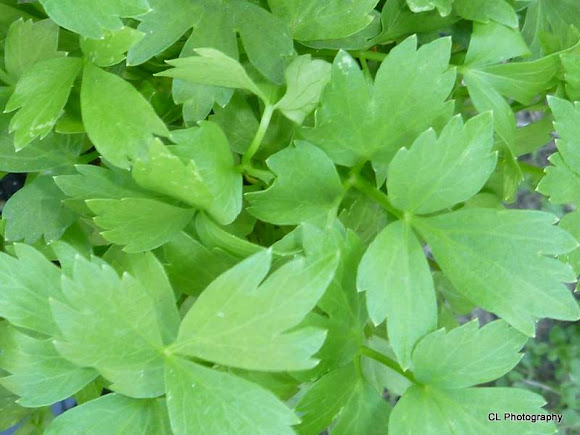 Lovage | Project Noah