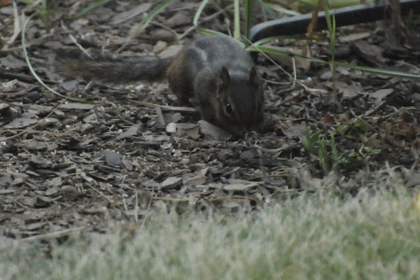 Eastern chipmunk | Project Noah