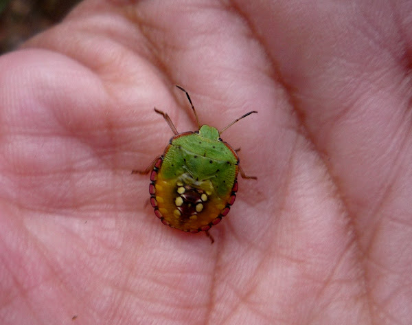 Chinche verde hedionda (larva) | Project Noah