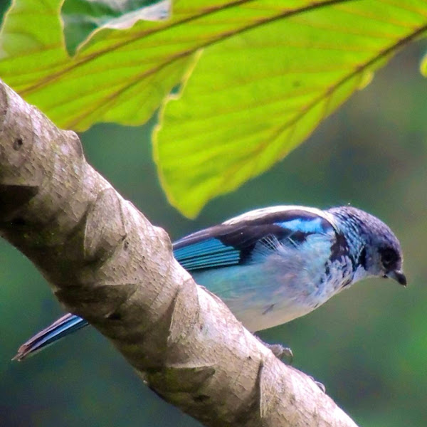 Azure-rumped Tanager | Project Noah