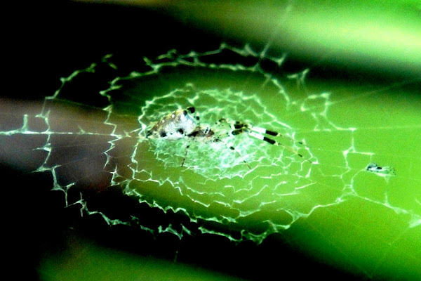 Cribellate Orb Weavers | Project Noah