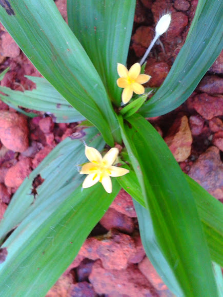 Golden Star Grass | Project Noah